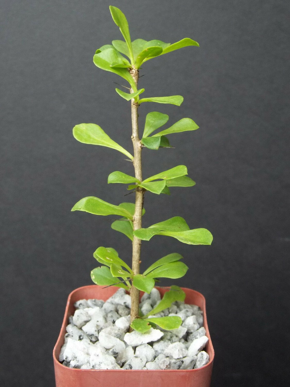 2" Plant Pereskia Portulacifolia (Rare cacti plant natural bonsai ...