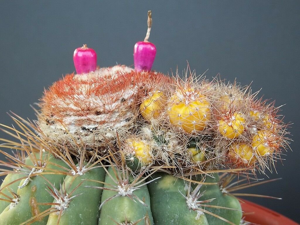 50 SEEDS Melocactus Oreas VARIEGATED (Montrose cacti rare exotic cactus ...