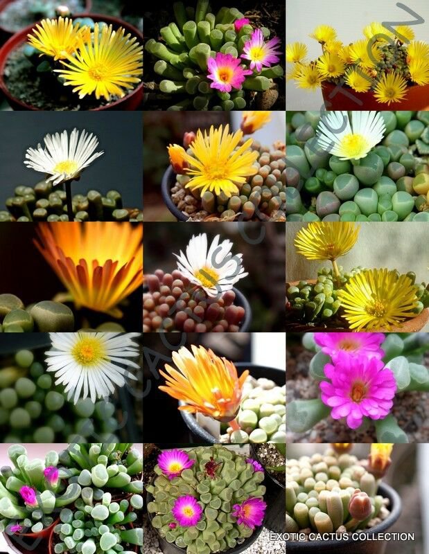 15 SEEDS FLOWERING FENESTRARIA MIX (Exotic rare mesembs living stone ...