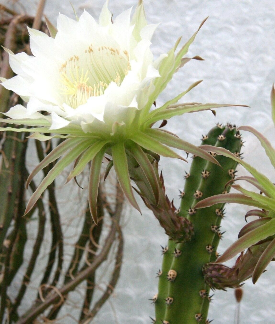 15 SEEDS Harrisia Jusbertii (Night blooming cereus rare Eriocereus ...