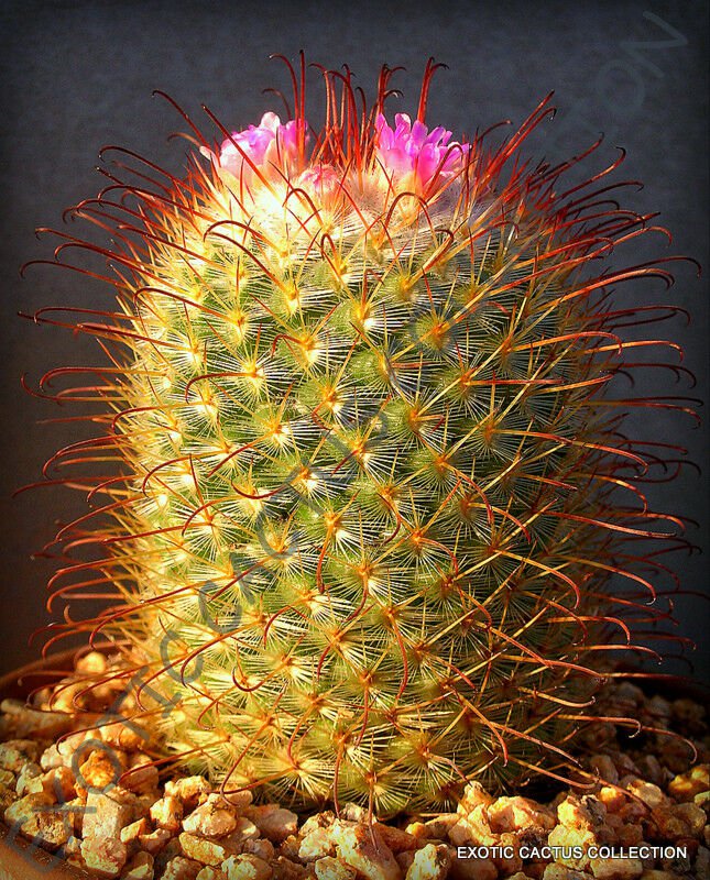 15 SEEDS RARE MAMMILLARIA BOMBICINA (Fish hook exotic cacti cactus seed)