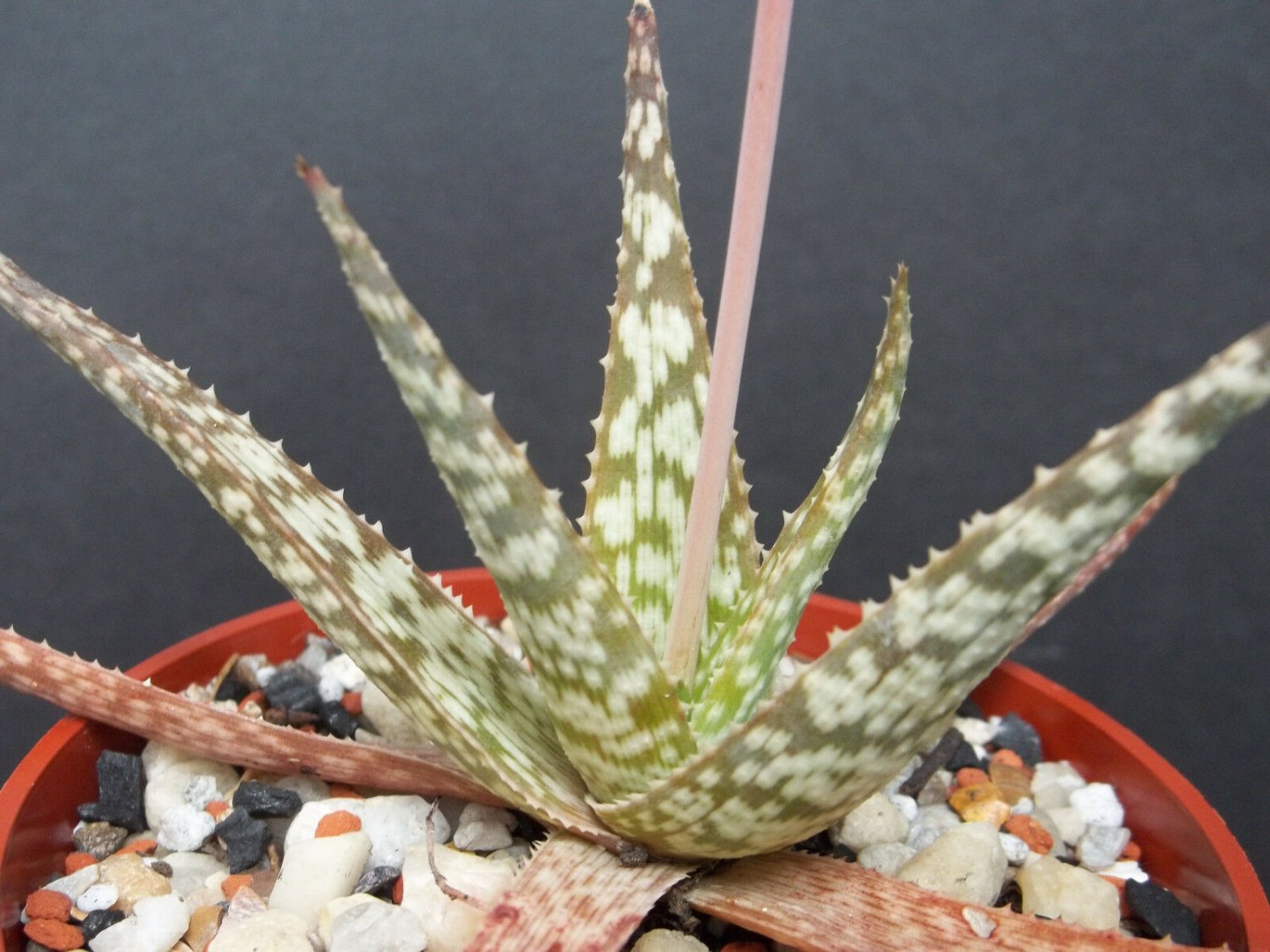 4" Plant Aloe cultivar Lizard Lips (Exotic hybrid rare color succulent ...