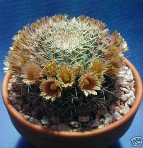 100 SEEDS Mammillaria Gummifera (Pincushion globular cacti rare cactus ...