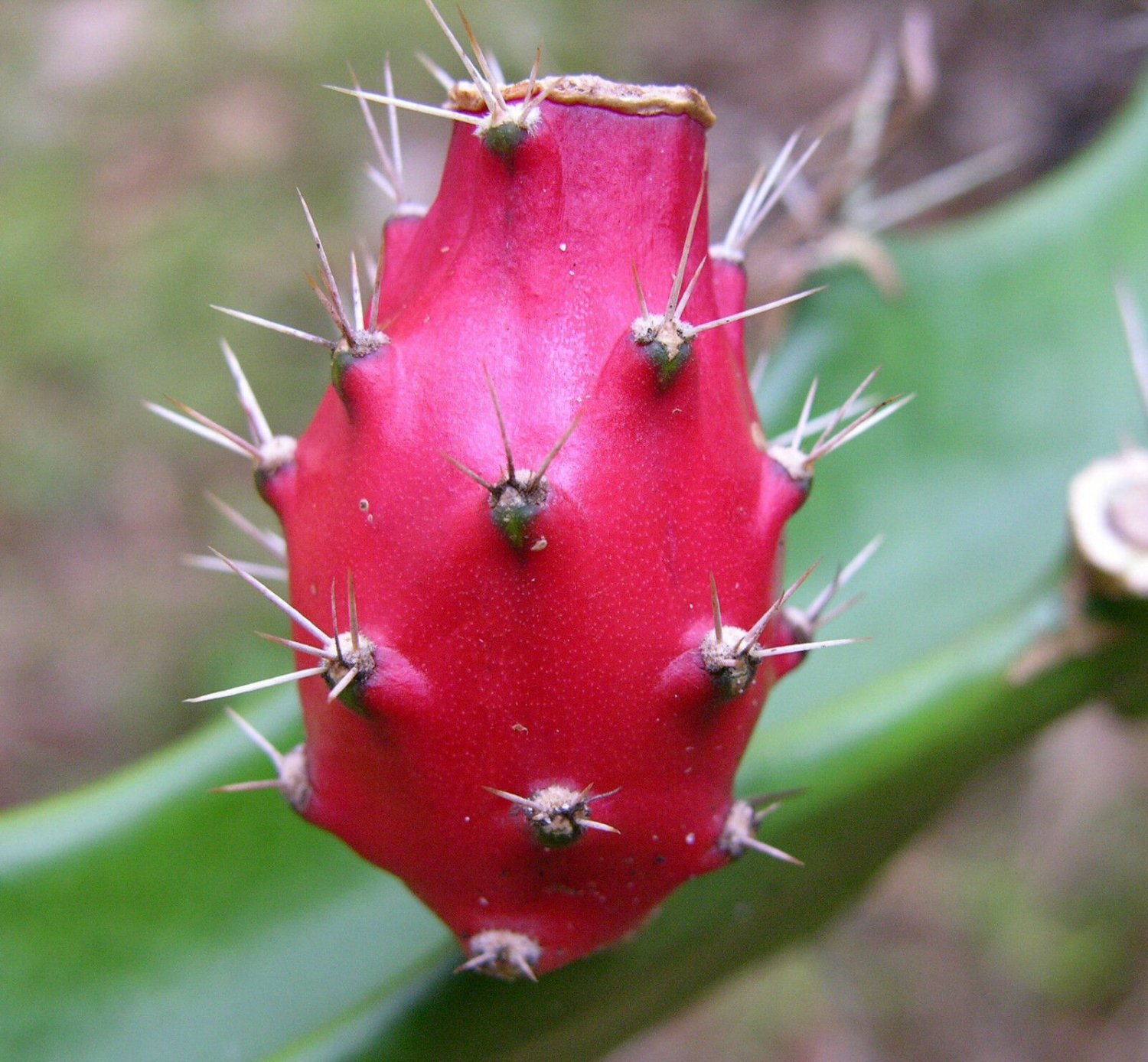 50 Seeds Barbed Wire Cactus (Rare Acanthocereus tetragonus cereus ...
