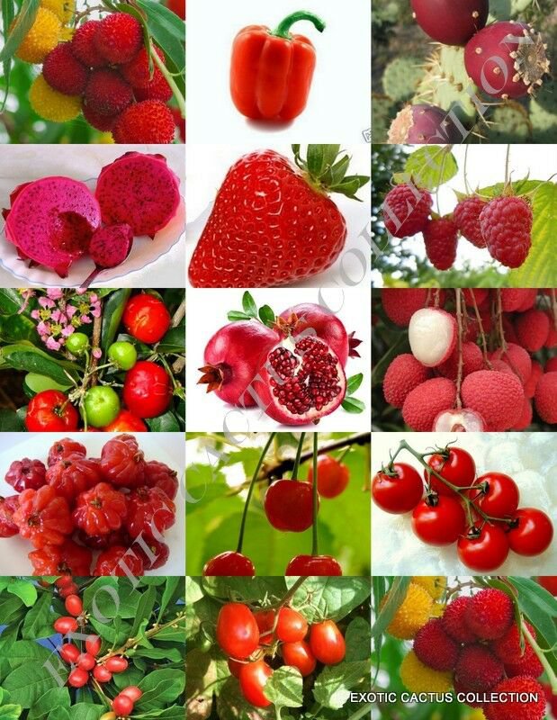 15 SEEDS RED FRUITS MIX (Rare organic edible COLORFUL fruit "healthy ...