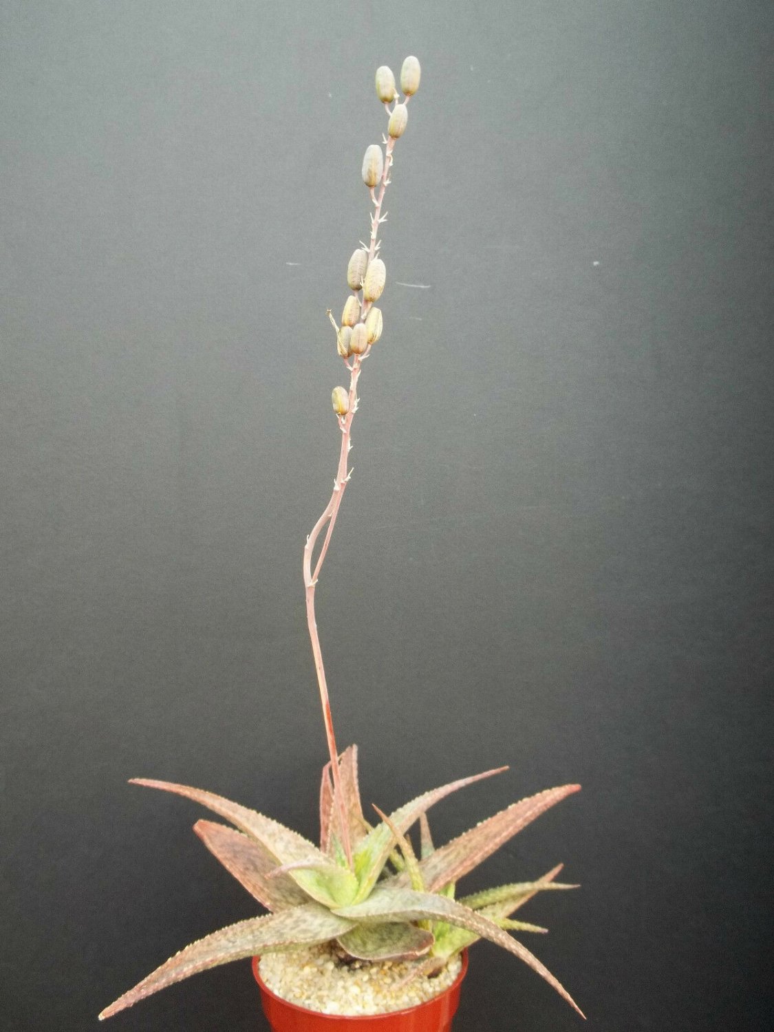 100 SEEDS Aloe Cultivar SILVER RIDGE (Hybrid exotic outdoor succulent ...