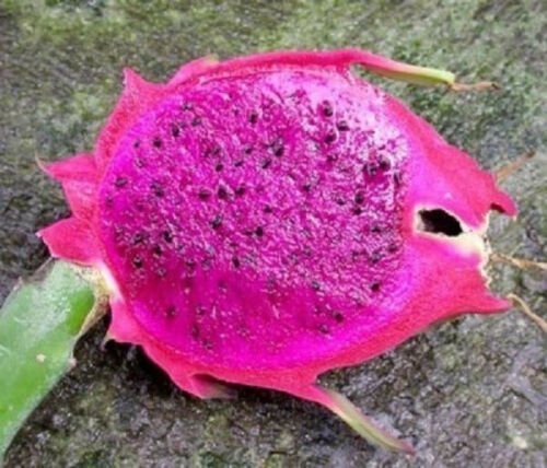 4" Pot Dragon Fruit PURPLE FLESH Pitaya (Exotic tropical cacti edible ...