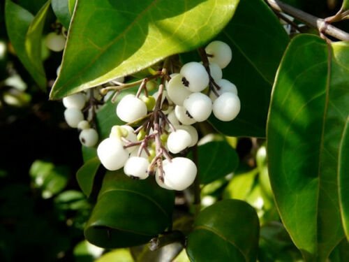 50 Seeds Randia Aculeata (White indigoberry florida native indigo berry ...