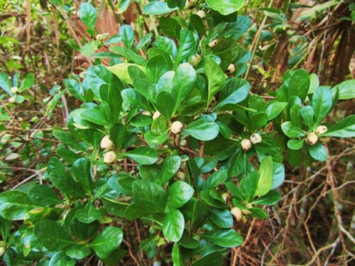 50 Seeds Randia Aculeata (White indigoberry florida native indigo berry ...