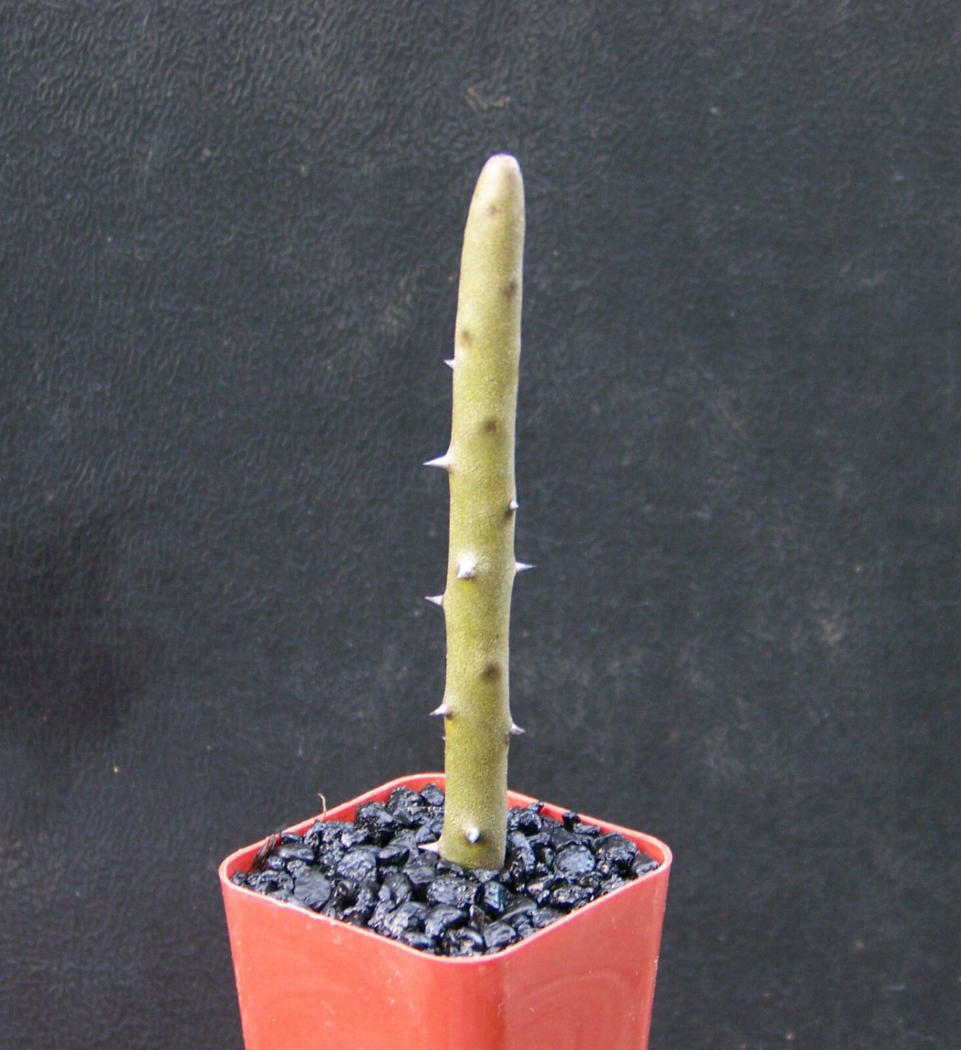 2" Pot Alluaudia Dumosa (Madagascar ocotillo spiny reptile lizard ...