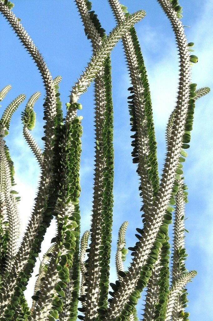 5 SEEDS Madagascar Ocotillo (Alluaudia proceraAfrican Didierea ...