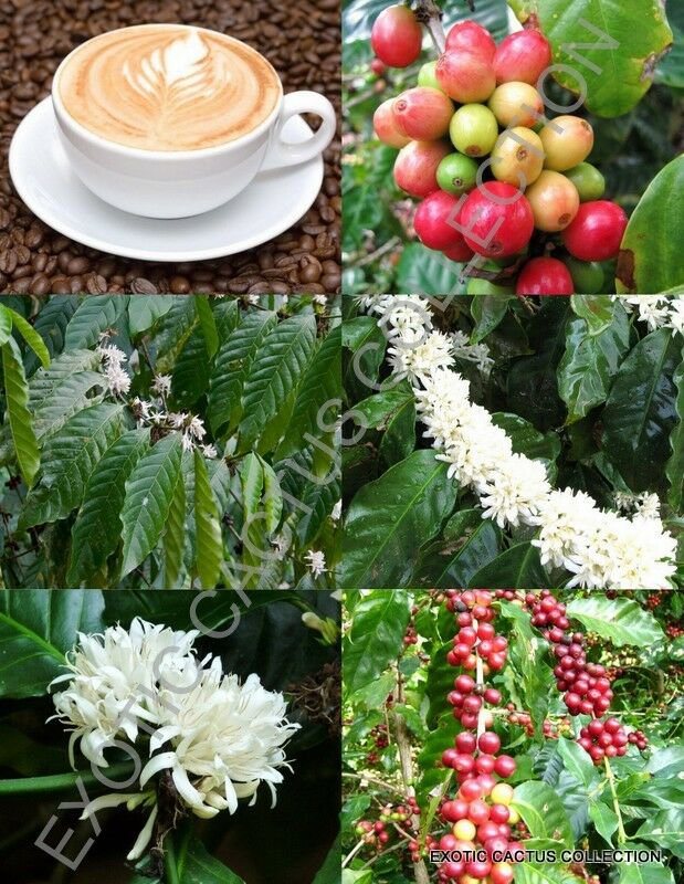 100 SEEDS Coffea Arabica (Tropical coffee bean tree rare shrub exotic ...