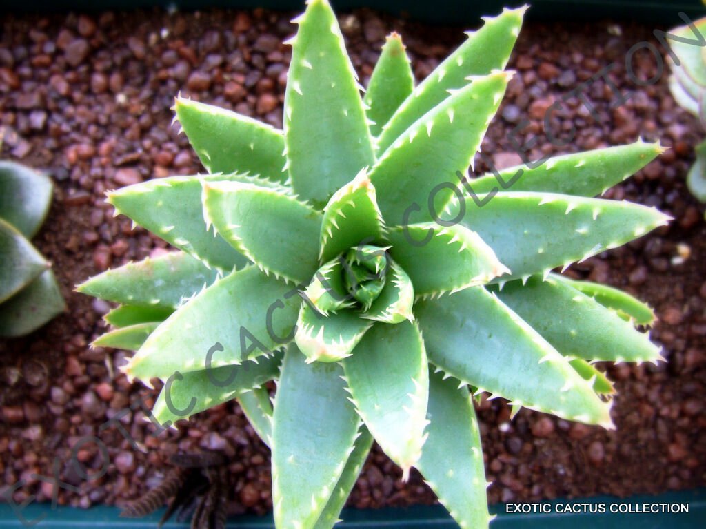 100 SEEDS RARE ALOE BREVIFOLIA (Exotic agave hardy cacti succulent ...