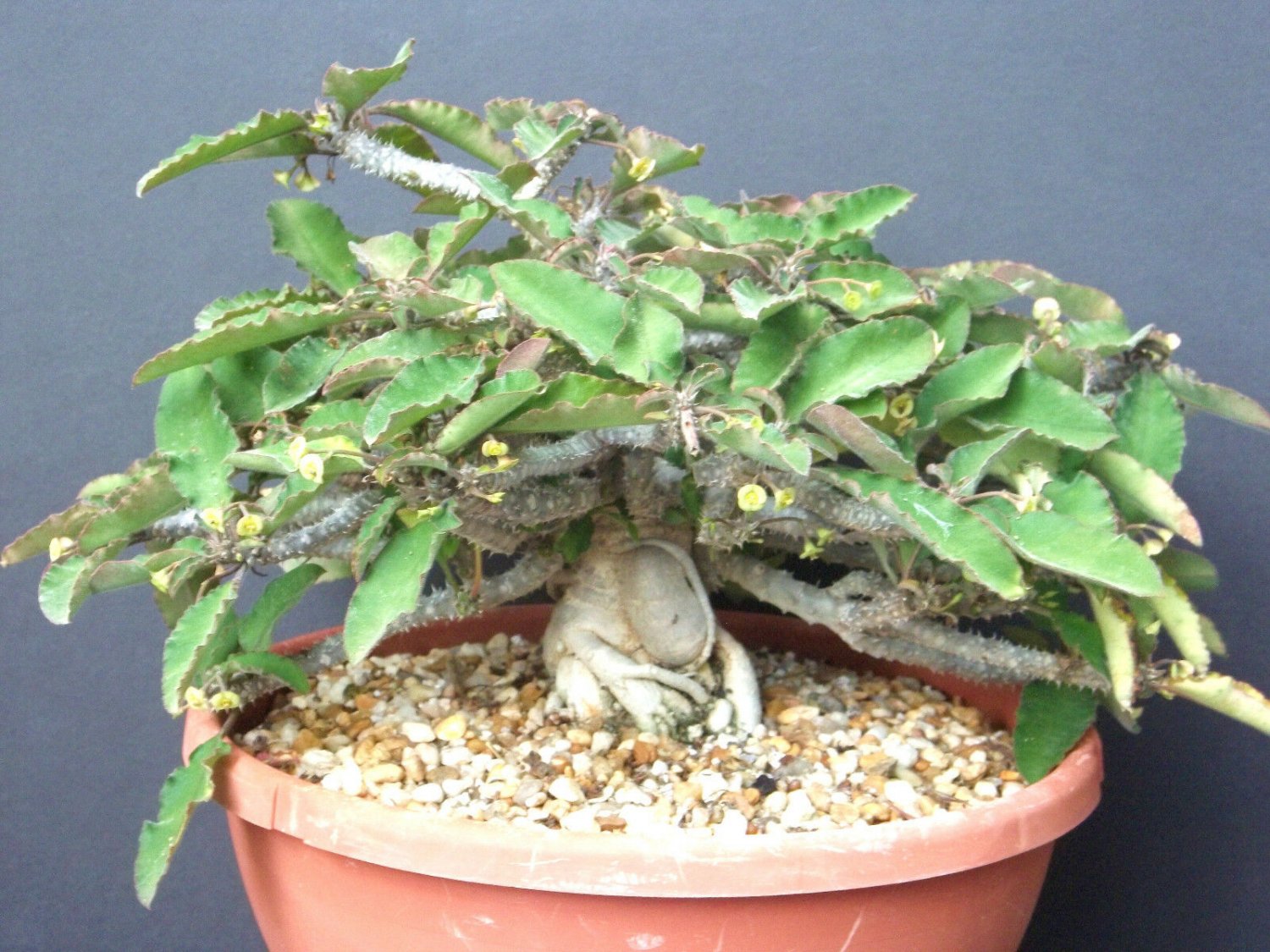 10 Seeds Euphorbia Razafindratsirae (Exotic madagascar bonsai caudex ...