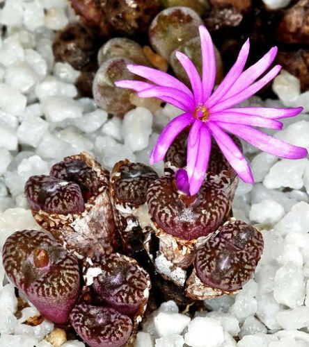 100 SEEDS Conophytum Rubrolineatum (Rare mesembs exotic rock living ...