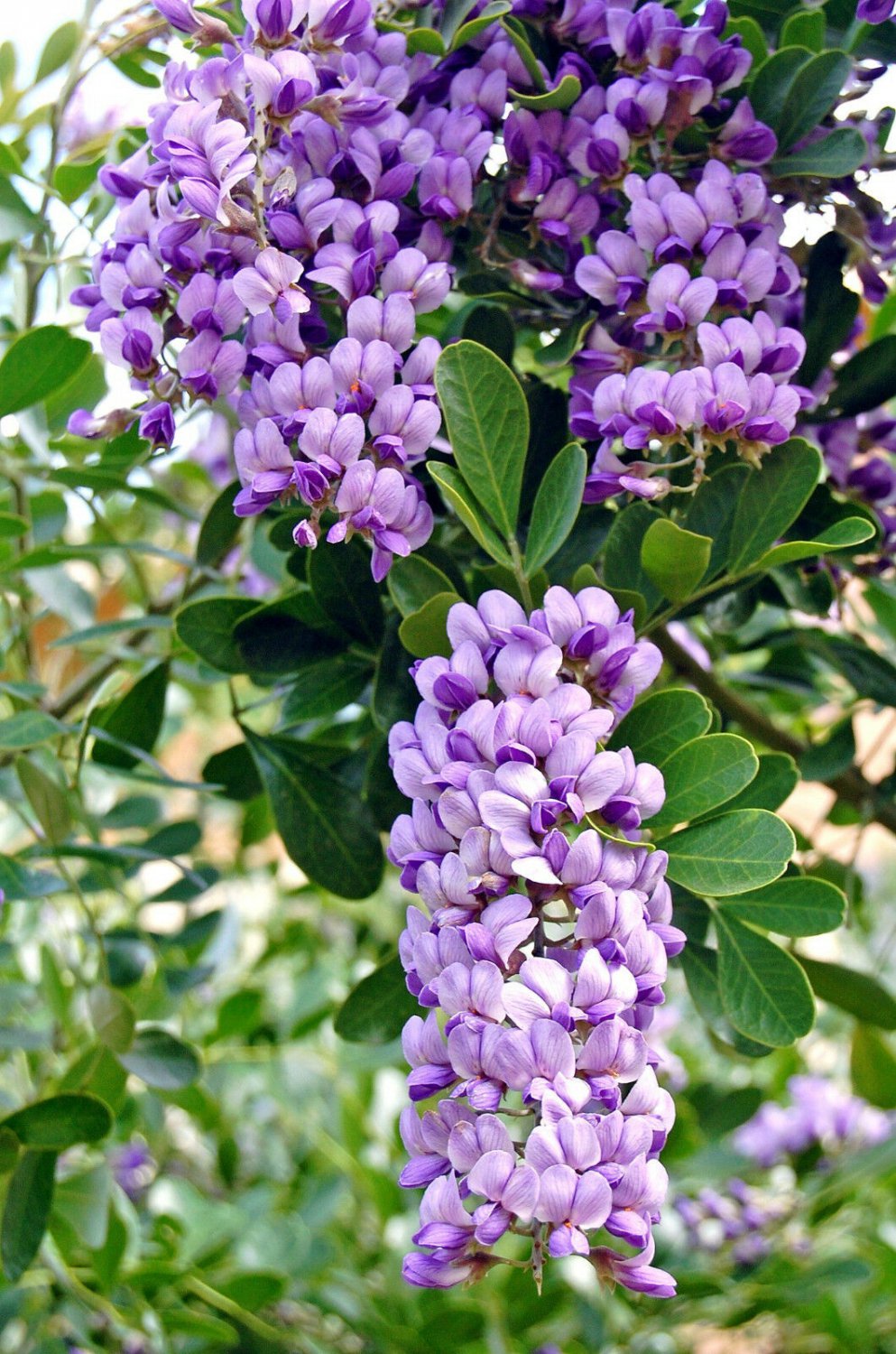 15 Seeds Sophora Secundiflora (Exotic Texas Mountain Laurel rare Mescal ...