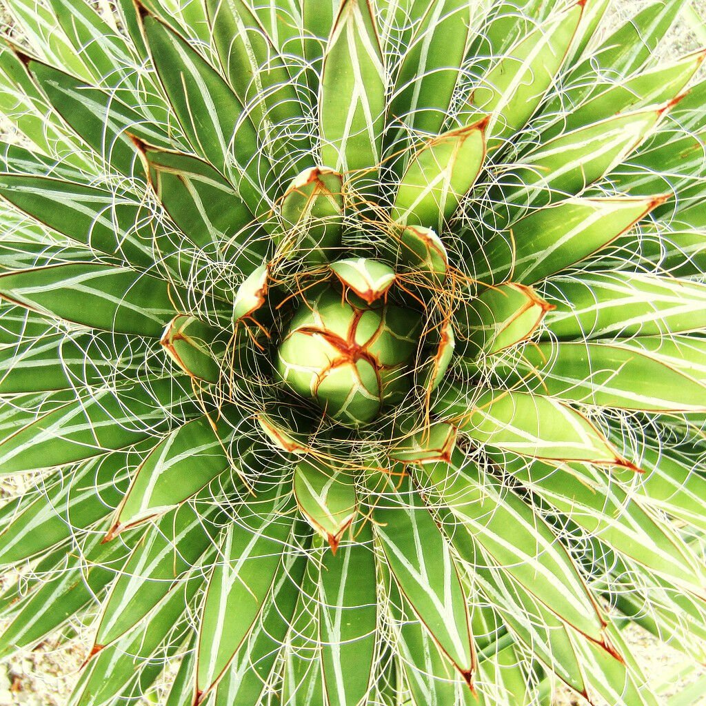 50 SEEDS RARE AGAVE FILIFERA (Succulent thread leaf plant seed exotic ...