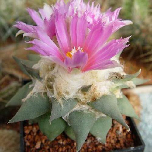 50 SEEDS Ariocarpus Retusus Confusus (Exotic flowering rare cactus ...