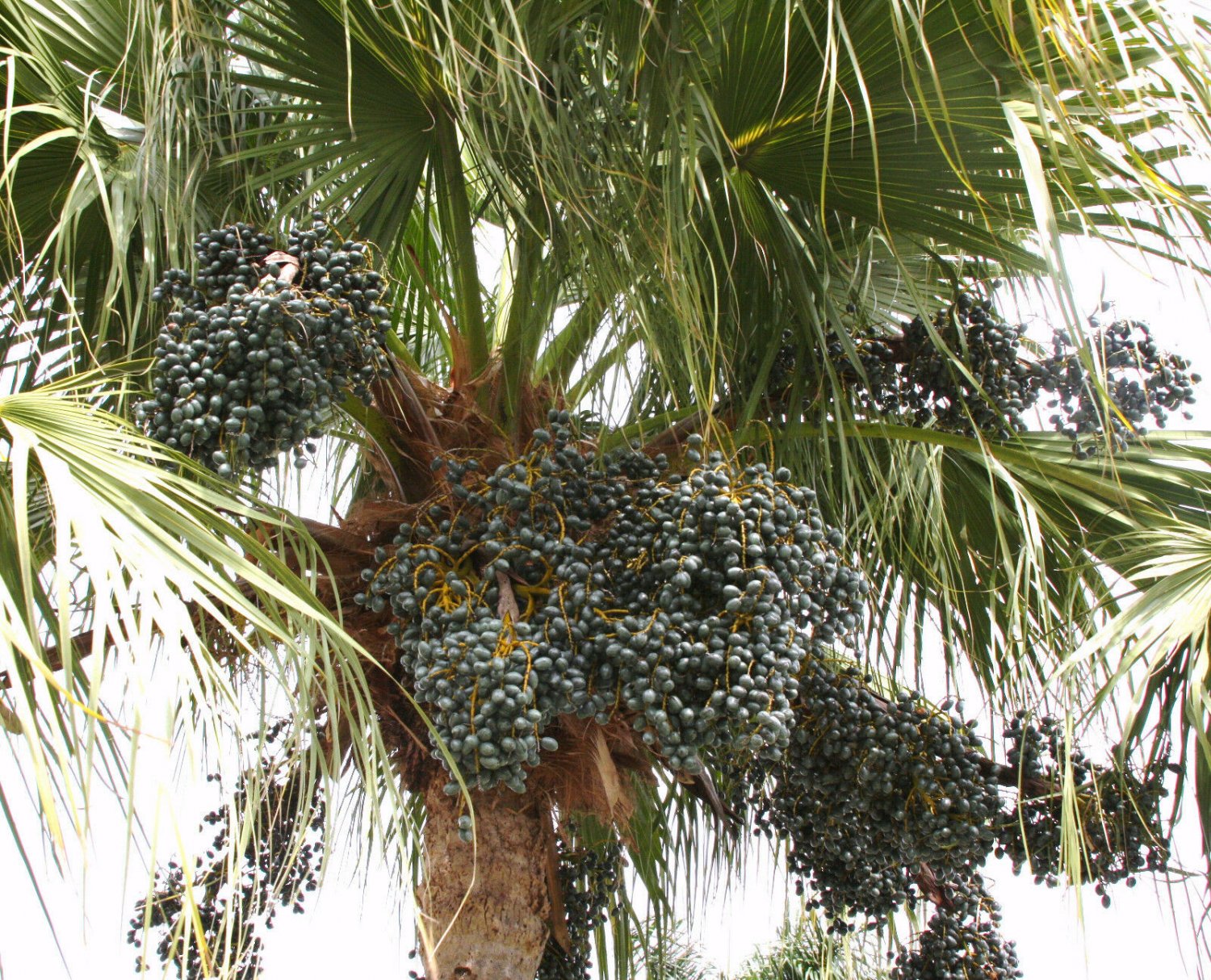 50 Seeds Livistona Chinensis (Exotic rare chinese fan palm tree palms seed)