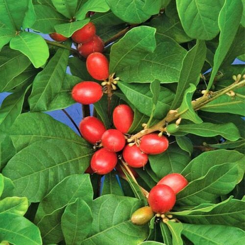 15 SEEDS MIRACLE FRUIT (Synsepalum dulcificum rare tropical exotic ...