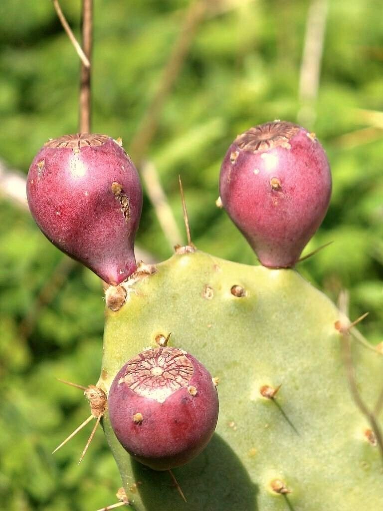 100 SEEDS OPUNTIA STRICTA (Erect prickly pear nopal edible cactus ...