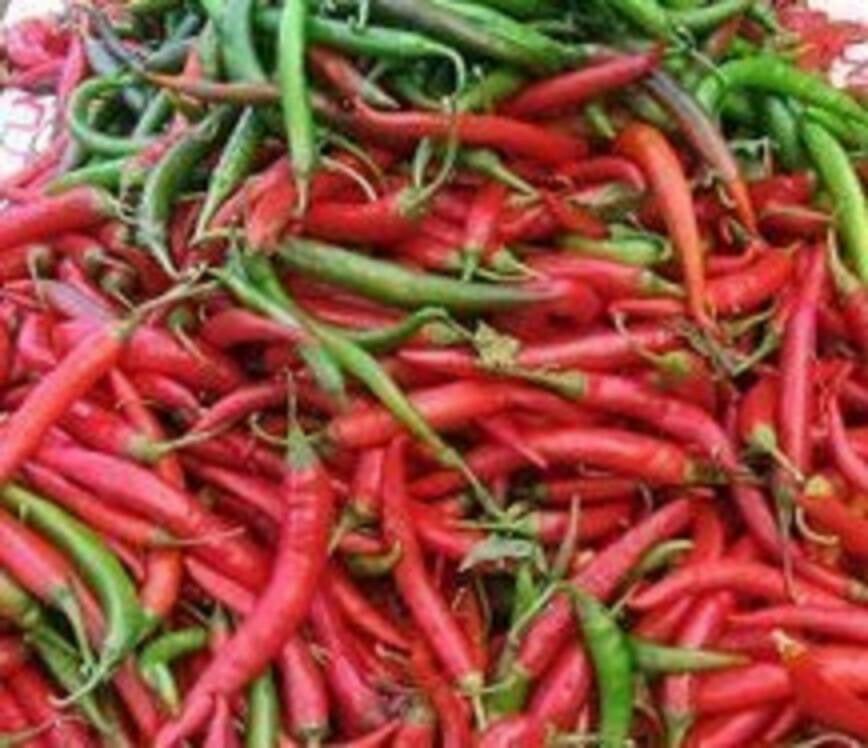 100 SEEDS Cayanne Pepper Hot Finger (Chilli mild aji mexican aji ...