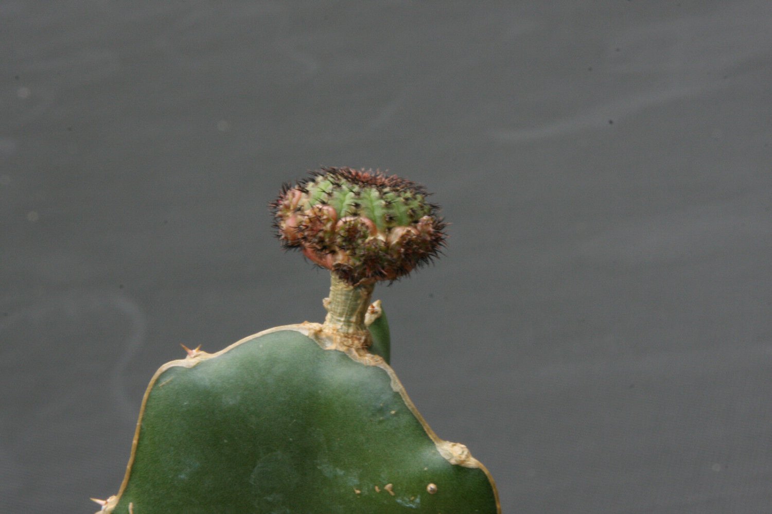 10 Cuttings Hylocereus Undatus Grafting (Booster speed cactus grafted ...