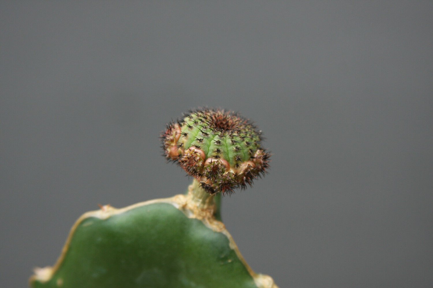 10 Cuttings Hylocereus Undatus Grafting (Booster speed cactus grafted ...