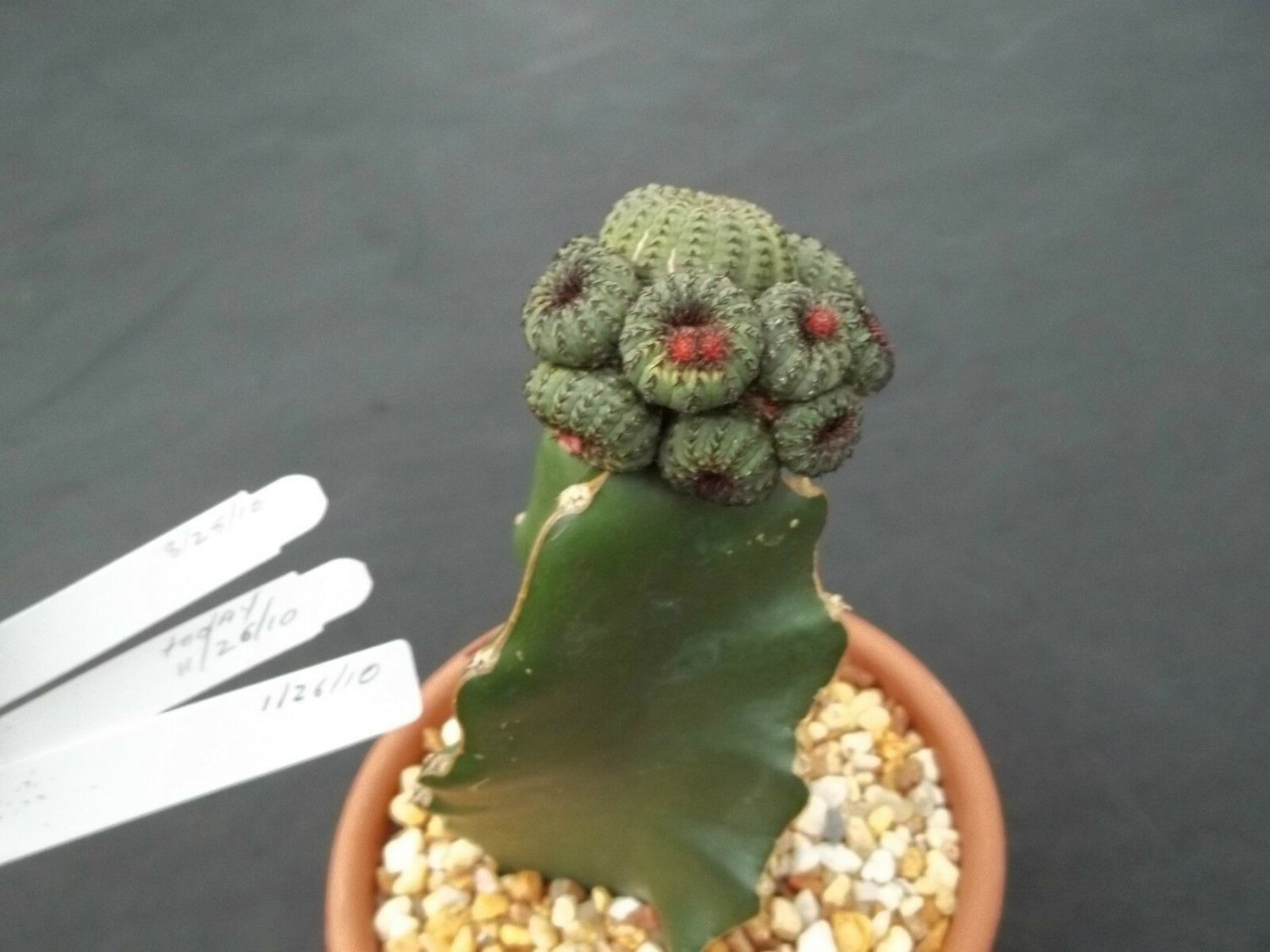 10 Cuttings Hylocereus Undatus Grafting (Booster speed cactus grafted ...