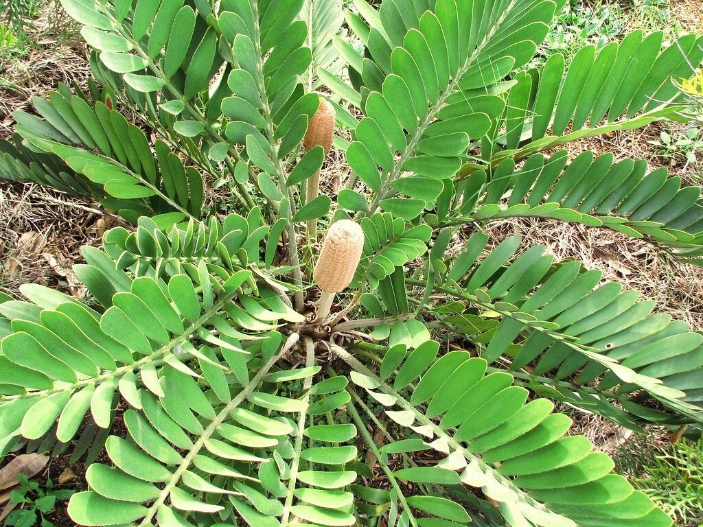 100 Seeds Cardboard Cycad Palm (Zamia furfuracea sago planttree mexican ...