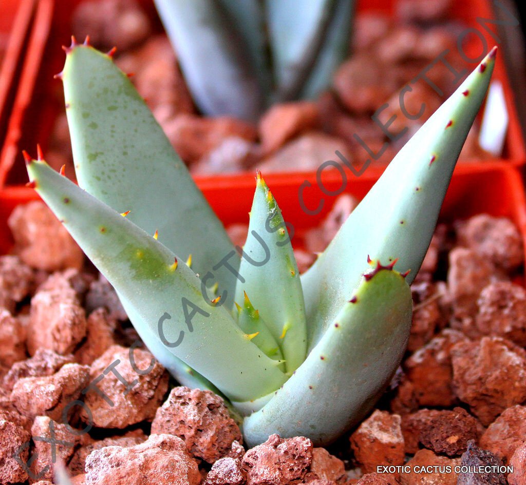 100 SEEDS RARE ALOE CLAVIFLORA JACKAL'S TAIL (Exotic succulent agave ...