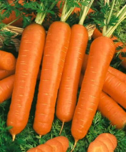 Approx 24,000 Seeds Carrot Seed, Scarlet Nantes, Heirloom Bulk Carrot ...