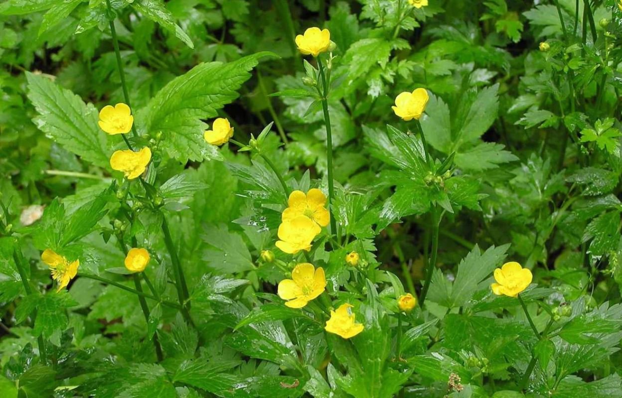 Hairy Buttercup (1 Plant)