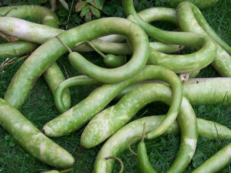 12+ Seeds Gourd Seed: Snake Gourd edlcy (Seeds)