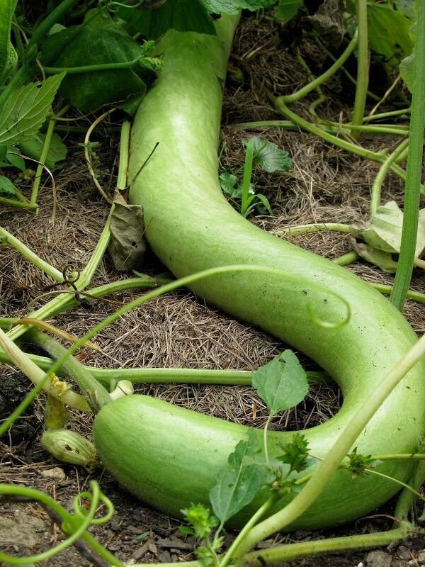 12+ Seeds Gourd Seed: Snake Gourd edlcy (Seeds)