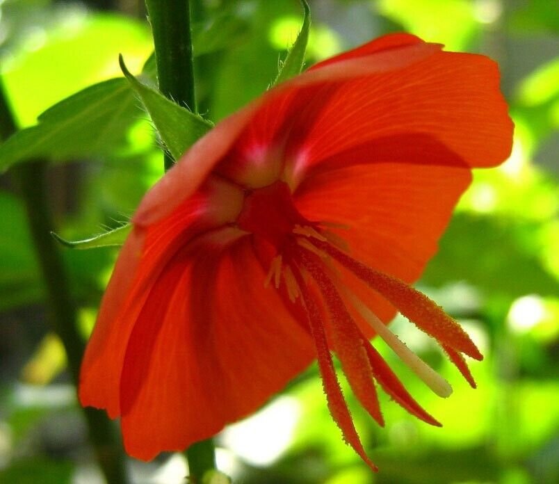 10 Seeds Pentapetes phoenicea Noon Flower Midday Scarlet Mallow edlcy ...