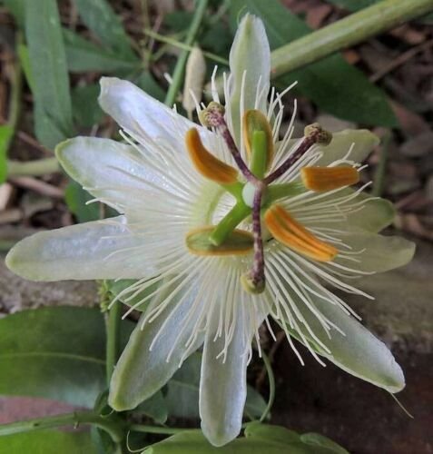 5 Seeds Passiflora subpeltata White Passion Flower edlcy (Seeds)