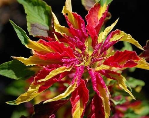 100 Seeds Amaranthus tricolor Early Splendor Summer Poinsettia Josephs ...