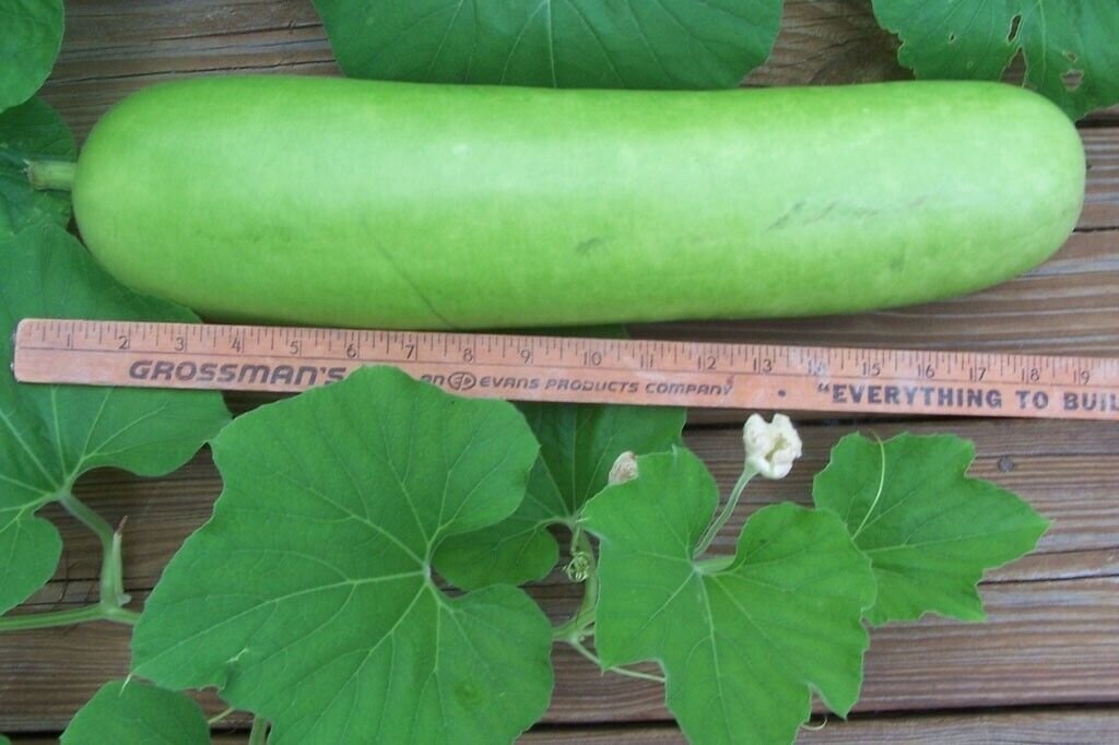 10 Seeds Lagenaria siceraria Birdhouse Gourd Calabash Corsican Tasmania ...