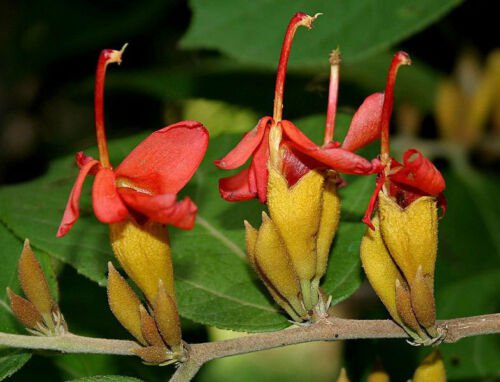 20 Seeds Helicteres isora Indian Screw Tree edlcy (Seeds)