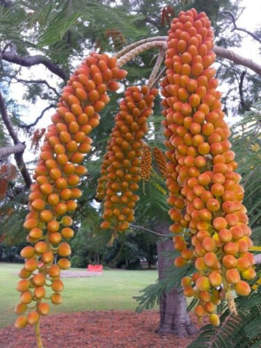 10 Seeds Colvillea racemosa Colvilles Glory Whip Tree edlcy (Seeds)