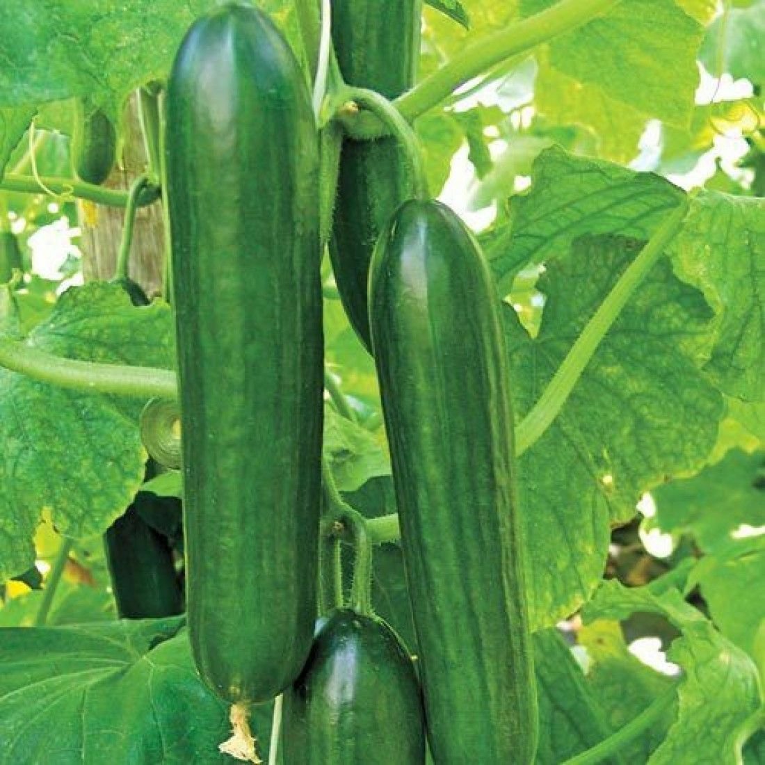 25 Seeds Cucumber Beit Alpha Seeds - Persian Variety (1 Gram Seeds)