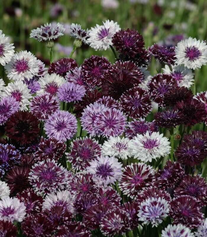 50 Seeds Classic Magic Bachelor's Button Seeds Annual Seed Flower (Seeds)