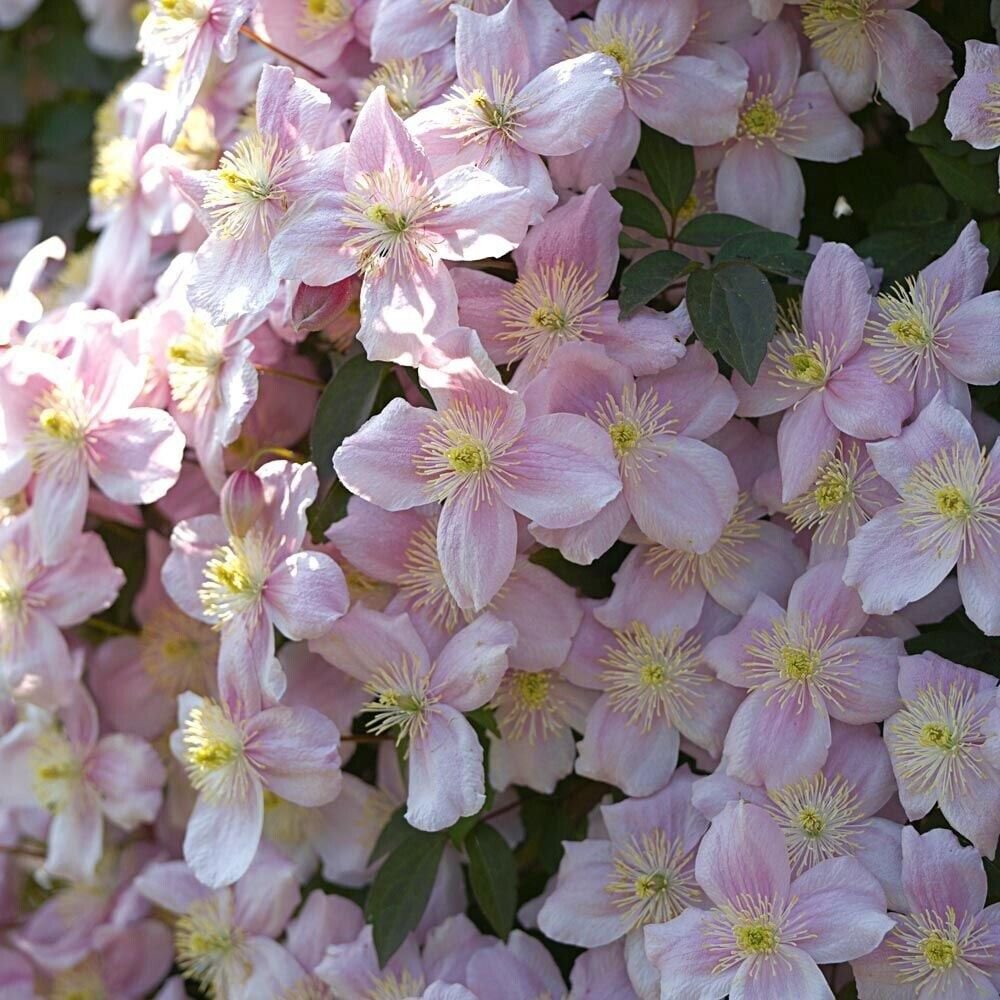 25 Seeds Seashell Clematis Seeds Climbing Perennial Plumeria Bloom (Seeds)