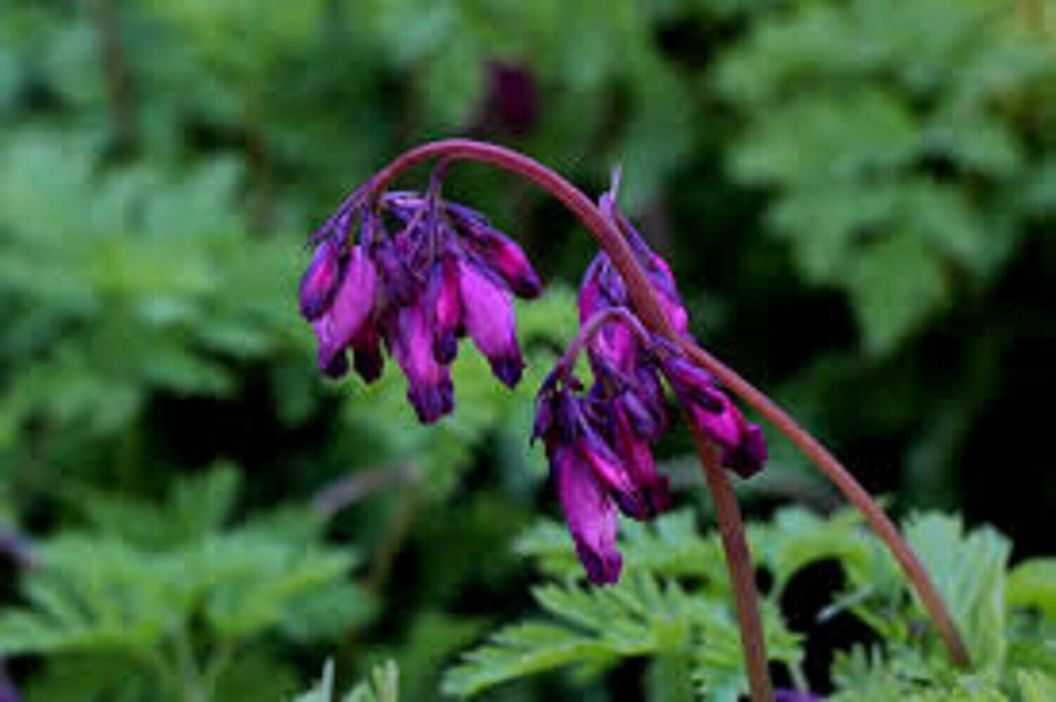 25 Seeds Dark Purple Bleeding Heart Seeds Dicentra Spectabilis Shade ...