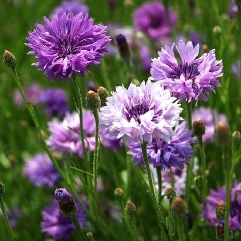 50 Seeds Purple Bachelor's Button Seeds Annual Seed Flower Flowers ...