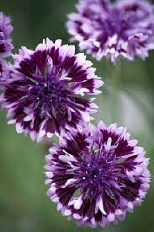 50 Seeds Purple Bachelor's Button Seeds Annual Seed Flower Flowers ...