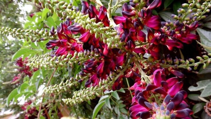 5 Seeds Red Wisteria Seeds Vine Climbing Flower Perennial (Seeds)