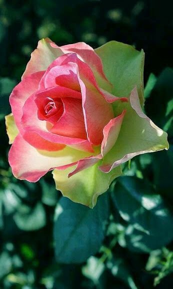 10 Seeds Green Pink Rose Seeds Flower Bush Perennial Bloom Shrub ...