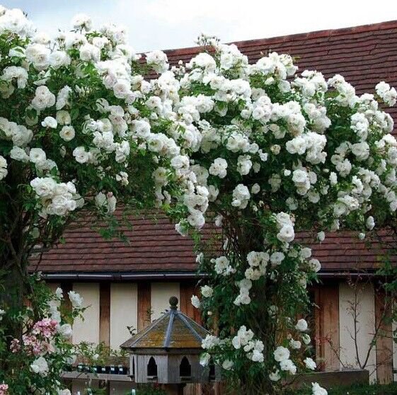 10 Seeds Climbing White Rose Seeds Flower Bush Perennial Bloom Shrub ...